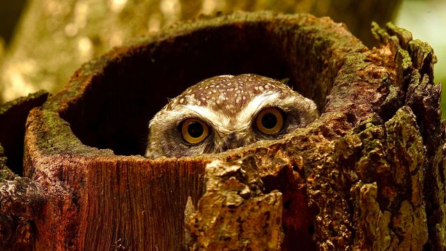 ブー! お前は誰だ! - Windows スポットライト壁紙 | 高画質4Kダウンロード